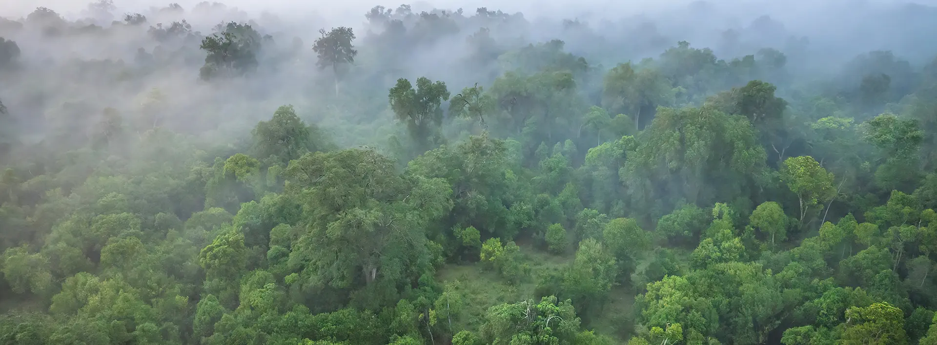 RADWIN 2000E PtP transforms Kenya forest network | RADWIN Website